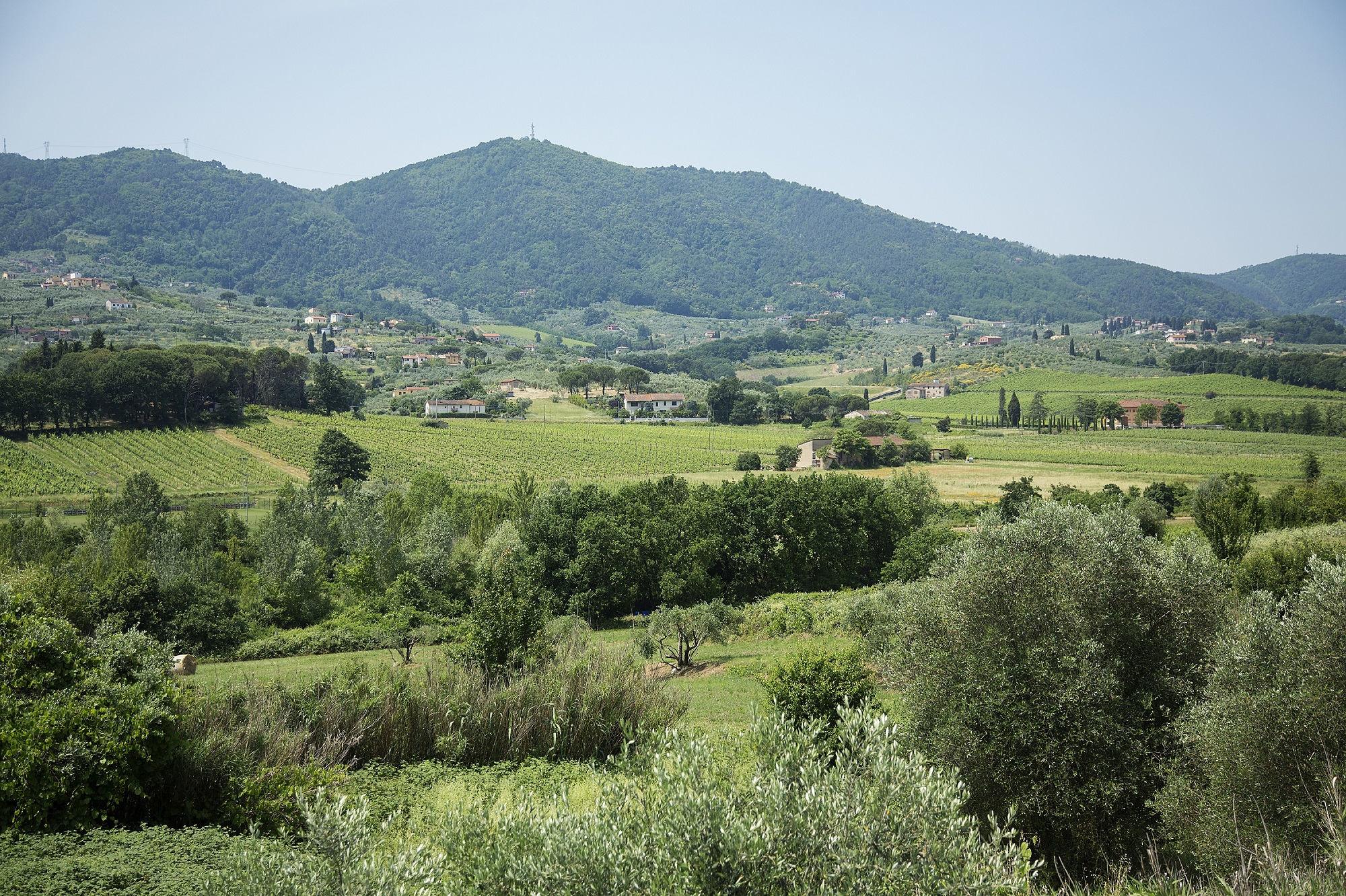 Olmi - Visit Quarrata